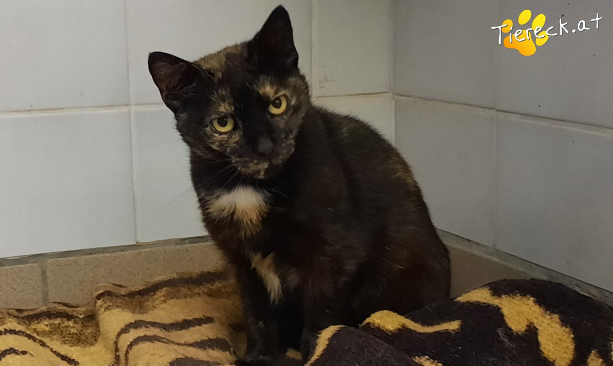 Vermittlungstiere - Diese Katzen suchen ein Zuhause