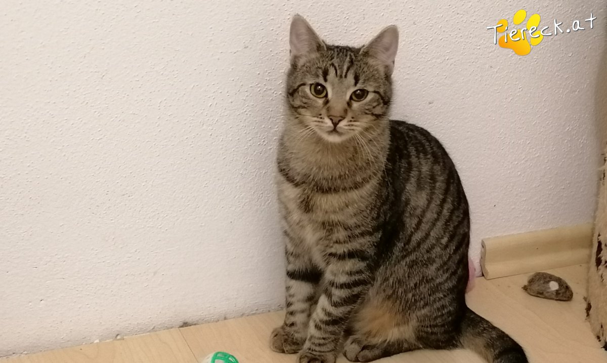 Katzen Zu Verschenken Nurnberg