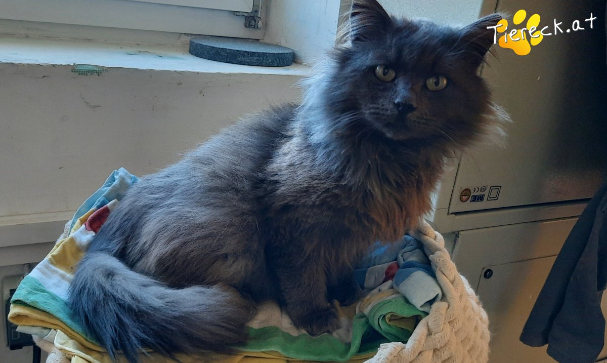 Dusty - sucht ein Zuhause