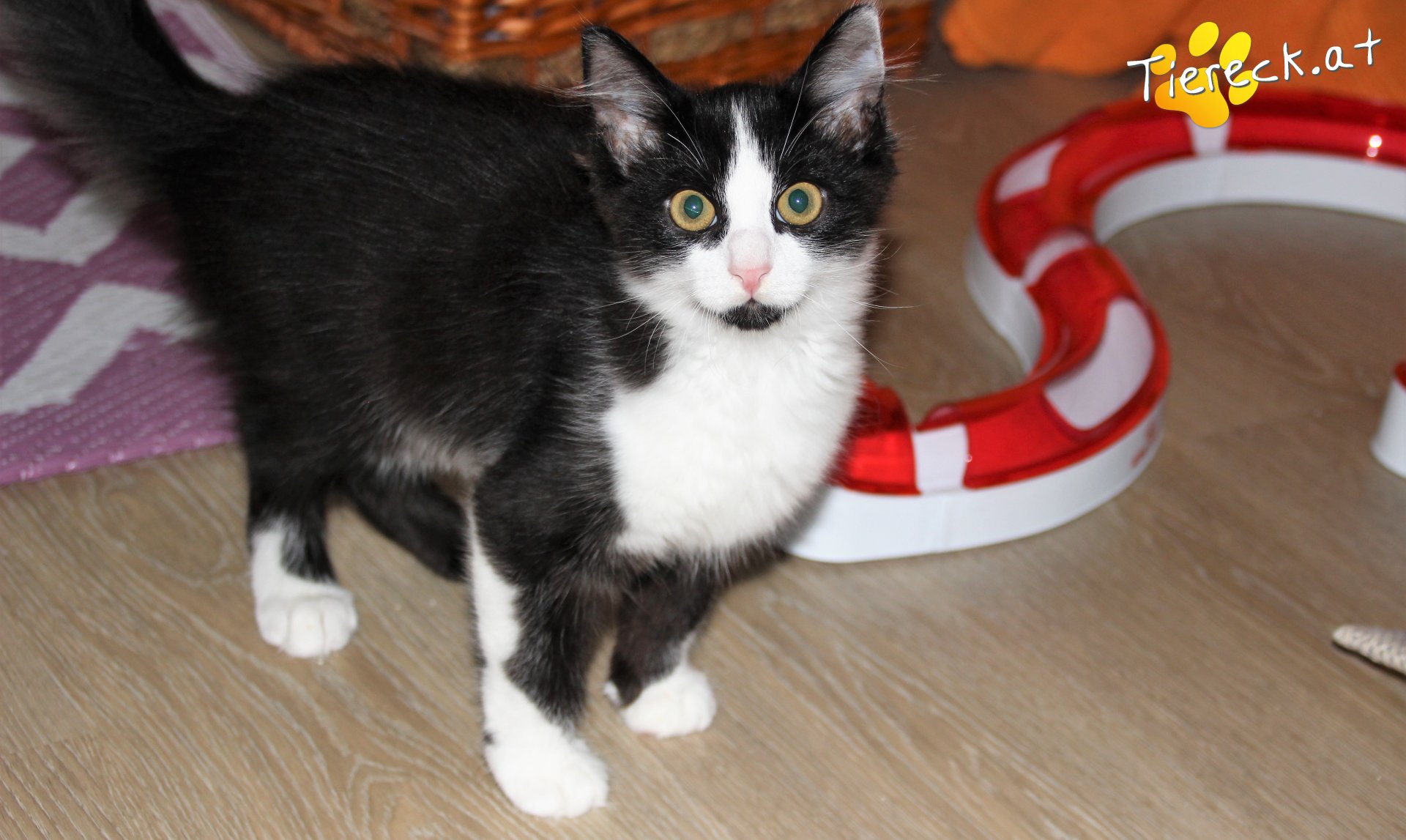 Vermittlungstiere - Diese Katzen suchen ein Zuhause