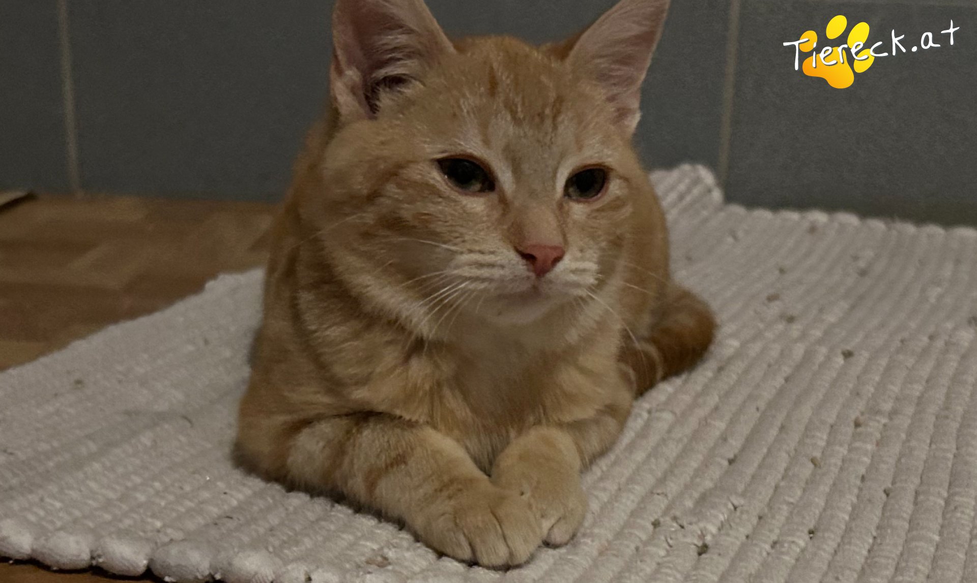 Fuzzi - sucht ein Zuhause