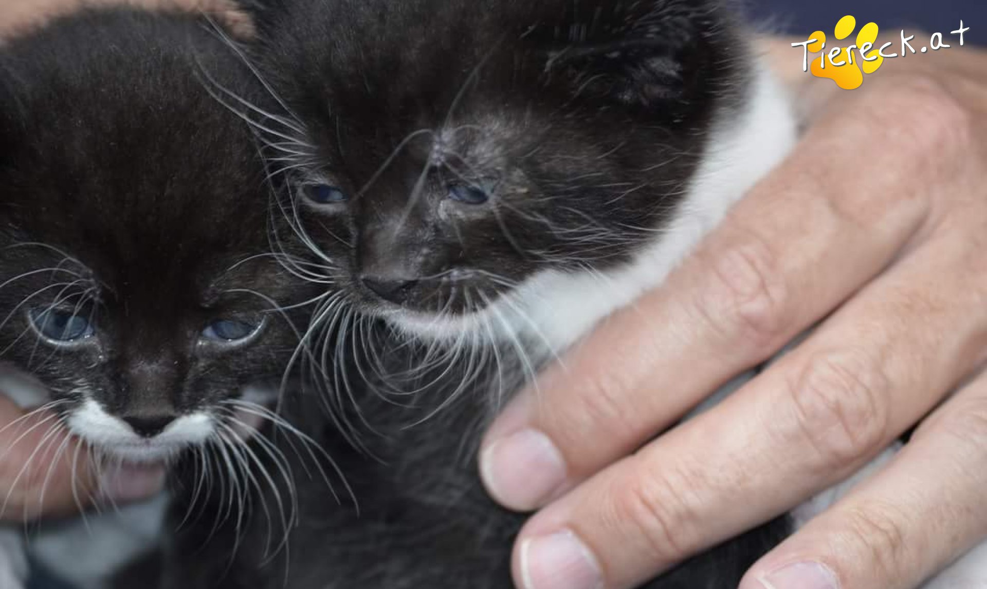 Jürgen - sucht ein Zuhause