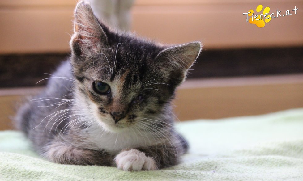 Vermittlungstiere - Diese Katzen suchen ein Zuhause