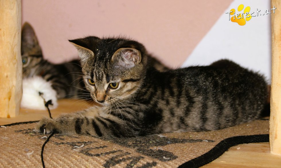 Vermittlungstiere - Diese Katzen suchen ein Zuhause